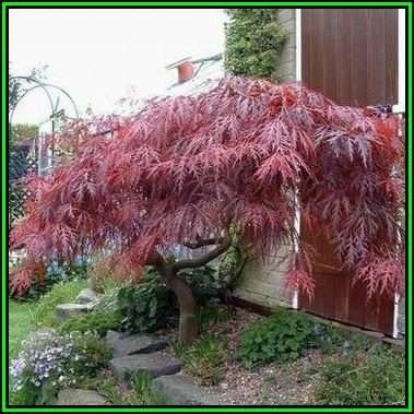 Deciduous - Acer palmatum atropurpureum dissectum - 5 Seeds - Red Lace ...