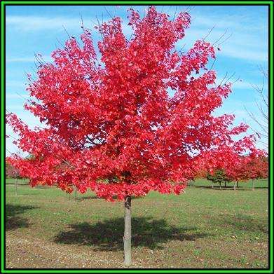 Deciduous - Acer rubrum - 10 Seeds - Red Maple, Red Swamp Maple or Soft ...