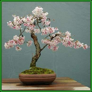 Seeds - Prunus serrulata - Japanese Flowering Cherry Bonsai - 5 Seeds ...