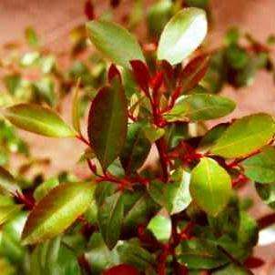 Shrubs - Catha edulis - Khat - Bushmans Tea - 5 Seed Pack - Edible ...