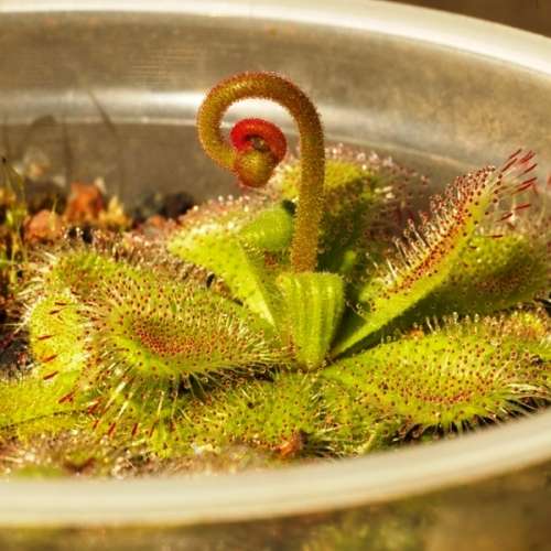 Carnivorous Plants - Drosera pauciflora - Carnivorous Sundew Seeds ...