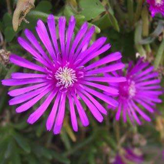 Cacti & Succulents - Lampranthus spectabilis Seeds - Indigenous Endemic ...