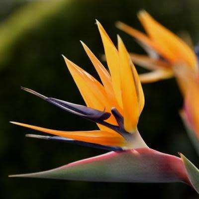 Shrubs - Strelitzia reginae - Crane Flower, Bird of Paradise Seeds ...