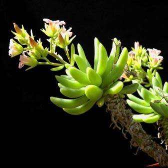 Cacti & Succulents - Tylecodon racemosus Seeds - Caudiciform Succulent ...