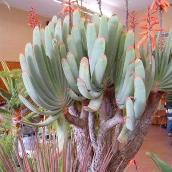 Cacti & Succulents - Kumara plicatilis Seeds - Rare Endemic South ...