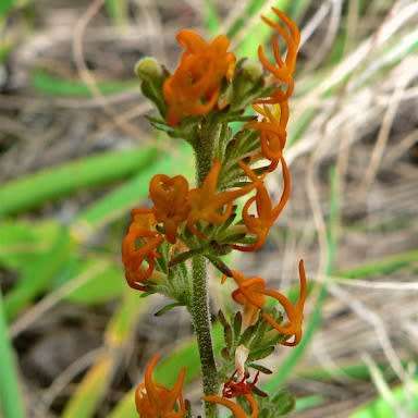 Flowers - Manulea tomentosa Seeds - Indigenous South African Endemic ...