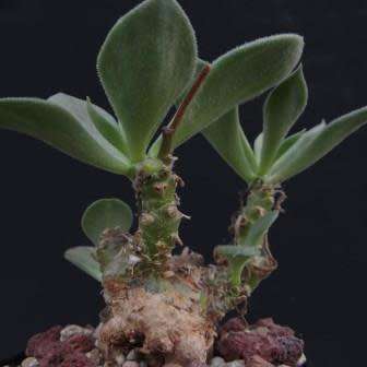 Cacti & Succulents - 5 Tylecodon ventricosus Seeds - Indigenous South ...