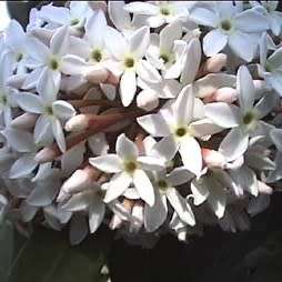 Shrubs - Bushman's Poison Arrow Plant - Acokanthera oblongifolia - 5 ...