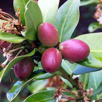 Shrubs - Bushman's Poison Arrow Plant - Acokanthera oblongifolia - 5 ...