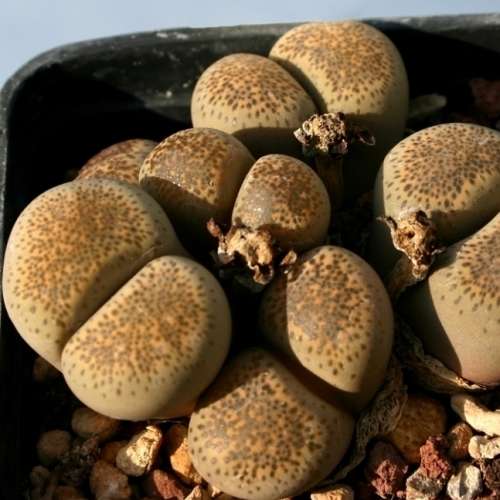 Cacti & Succulents - Lithops terricolor Prins Albert Form Seeds ...