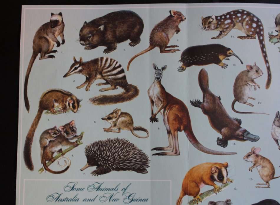 Posters - Vintage Poster Animals of Australia and New Guinea. for sale ...