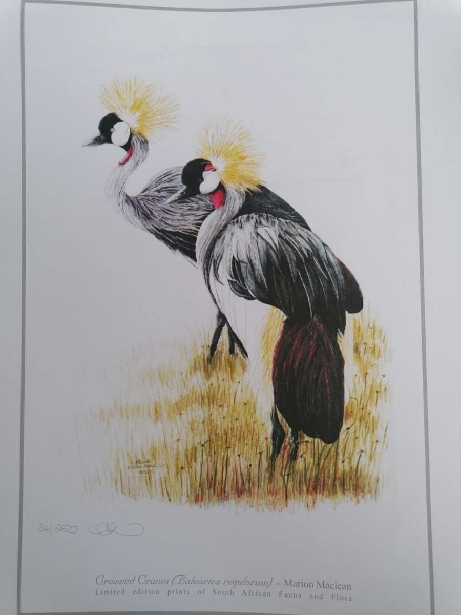 Limited Editioned Prints - marion maclean signed limited edition print ...