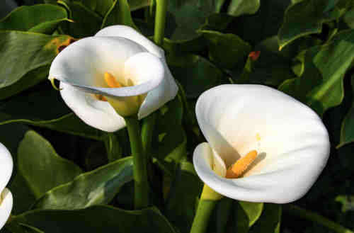 Flowers - White Arum Lilly (Zantedeschia Aethiopica) plant for sale in ...