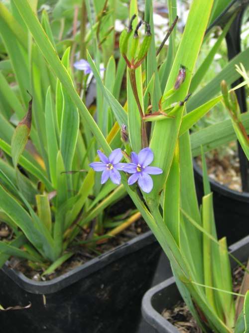 Flowers - Aristea ecklonii (Blue stars, indigenous plant) - 30 seeds ...