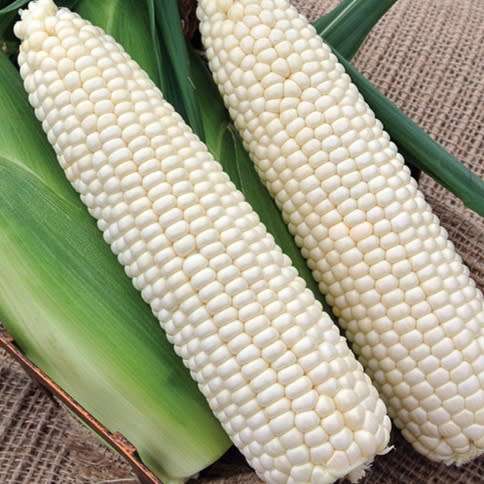 Vegetables - Sweetcorn `stowells evergreen` - 20 seeds for sale in ...