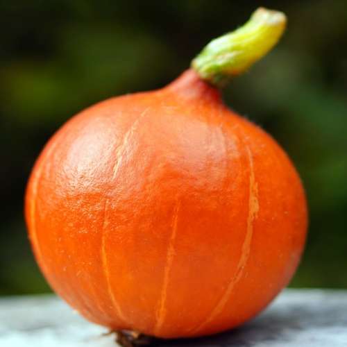 Vegetables - Japanese kuri squash - 10 seeds for sale in Johannesburg (ID:615586149)