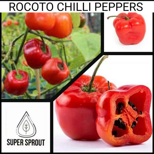 Vegetables - ORGANIC ROCOTO CHILLI x 10+ seeds for sale in Heidelberg ...
