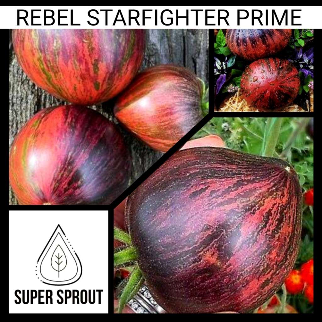 Vegetables - Rebel Starfighter Prime x 10 organic seeds for sale in ...