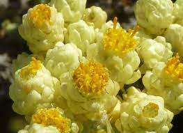 Other Flowers, Trees & Plants - IMPHEPHO - Helichrysum patulum - 40 ...