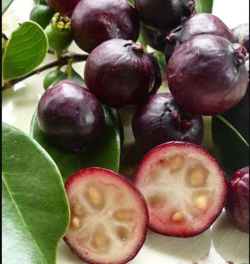 Other Business, Farming & Industry - Psidium cattleyanum/Cattley guava ...