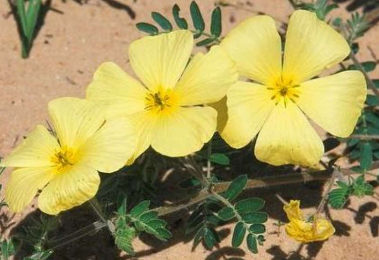 Other Business, Farming & Industry - FLOWERS - AL SAMER FLOWER ...