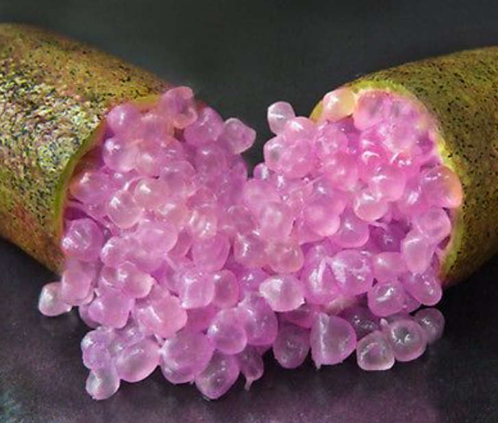 Other Business, Farming & Industry - CAVIAR LIME / FINGER LIME `PINK ...