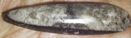 Fossils - Orthoceros Point fossils were among the earliest forms of ...