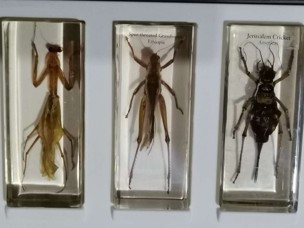 Other Antiques & Collectables - ORIGINAL SET OF BIG INSECTS IN RESIN ...