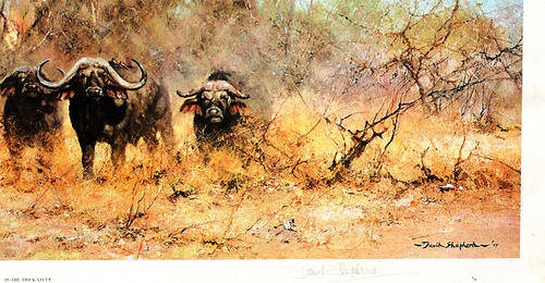 Prints - David Shepherd original print-202 signed in pencil by artist ...