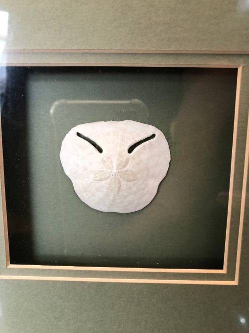 Mixed Media & Collages - WOW !!!! STUNNING FRAMED PANSY SHELL IN A DEEP ...