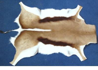 Unusual Items - UNIQUE SPRING BUCK SKIN was sold for R90.00 on 22 Oct ...