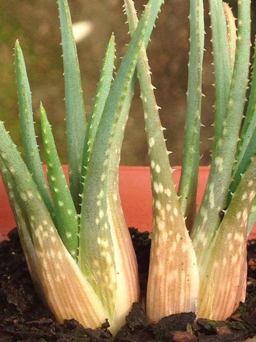 Plants - Aloe bowiea (Dwarf aloe) From Eastern Cape was sold for R25.00 ...