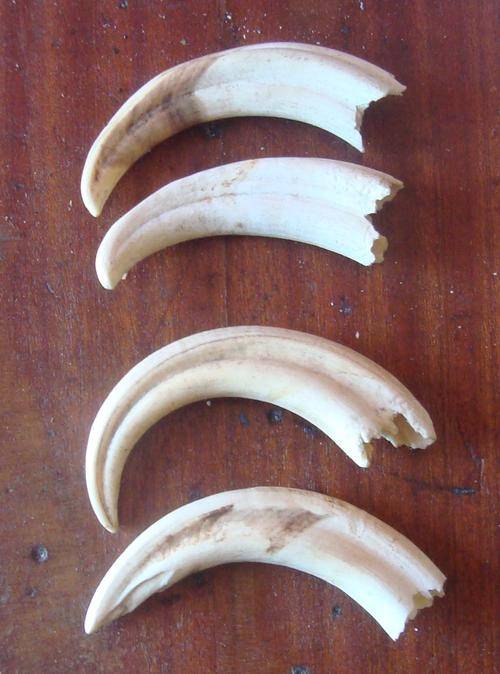 Other Antiques & Collectables - WARTHOG TEETH was sold for R30.00 on 18 ...