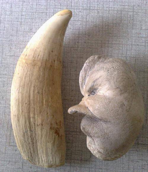 Bone - Sperm whale tooth and eardrum. was sold for R550.00 on 17 Oct at ...