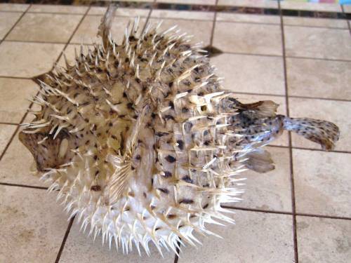 Other Ornaments - BLOWFISH,PUFFER FISH,BLAASOPPIE,PORCUPINE FISH=Dried ...