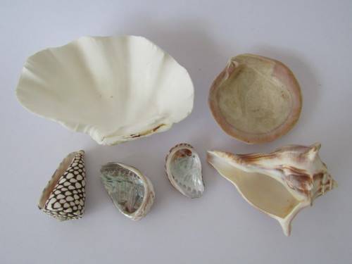 Other Antiques & Collectables - Lot of 6 mixed collectable and rare Sea ...