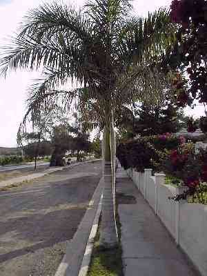 Palms - Seaforthia Palm seeds - Archontophoenix cunninghamiana 100 ...
