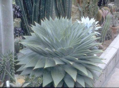 Other Plants, Seeds & Bulbs - Aloe polyphylla (Kroon Alwyn) RARE was ...