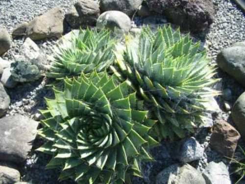 Other Plants, Seeds & Bulbs - Aloe polyphylla (Kroon Alwyn) RARE was ...