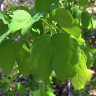 Trees - Guibourtia conjugata Tree Seeds - Small Bastard Mopane ...