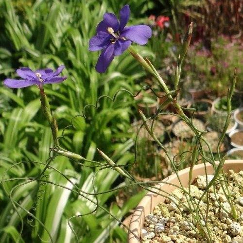 Flowers - Moraea herrei Seeds - Indigenous South African Endemic ...
