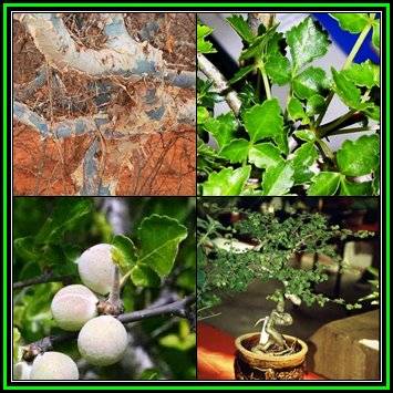 Deciduous - Commiphora africana - African Myrrh - 10 Seed Pack ...