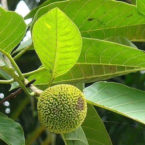 Trees - 50 Anthocephalus chinensis Seeds - Laran Tree or Sabah Kadam ...