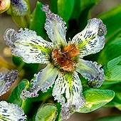 Flowers - 5 Ferraria ferrariola Seeds - Indigenous South African ...