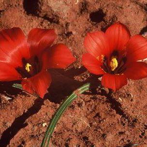 Flowers - 5 Romulea unifolia Seeds - Rare Indigenous South African ...