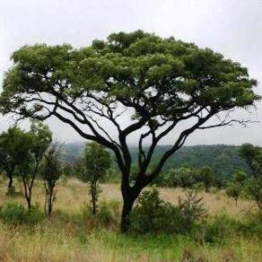 Trees - Burkea africana Seeds - Wild Seringa - South African Indigenous ...