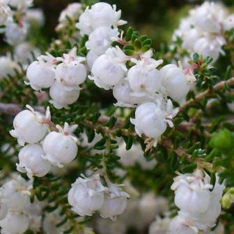 Shrubs - 10 Erica formosa Seeds - Indigenous South African Endemic ...