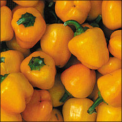 Other Plants, Seeds & Bulbs - Capsicum Aladdin X3R Seeds ~ Yellow ...