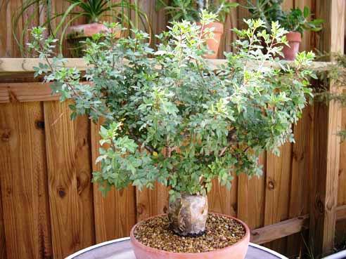 Bonsai - 5 Bursera fagaroides - Elephant Tree Seeds - Fragrant Bursera ...