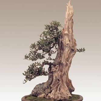 Seeds - 10 Wild Olive Bonsai Tree Seeds (Olea capensis ssp. macrocarpa ...